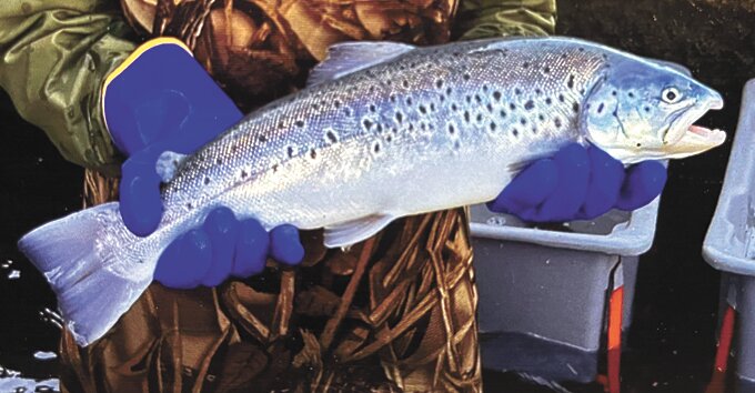 Rare fish taken from St. Croix Falls Hatchery - Inter-County Leader