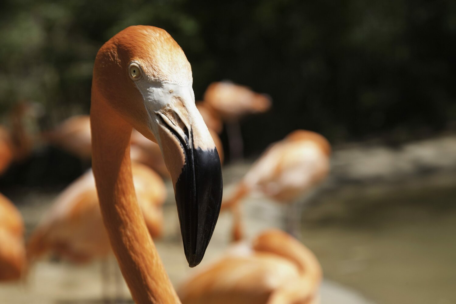 Flamingos in Wisconsin? Tropical birds visit Lake Michigan beach in a ...