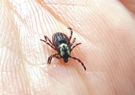 ‘Lost Winter’ of 2023-24 could mean extended tick season in Northwest ...