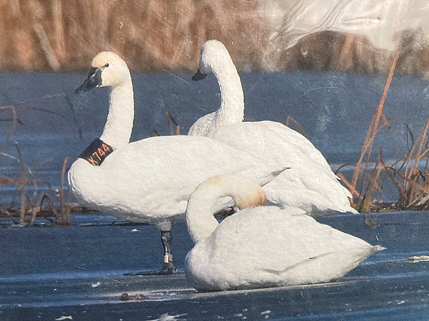 The search for tundra swans - Inter-County Leader