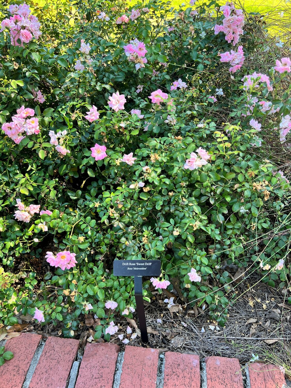 Clark Robertson: Roses need a refresh? Prune & feed for a Fall comeback ...