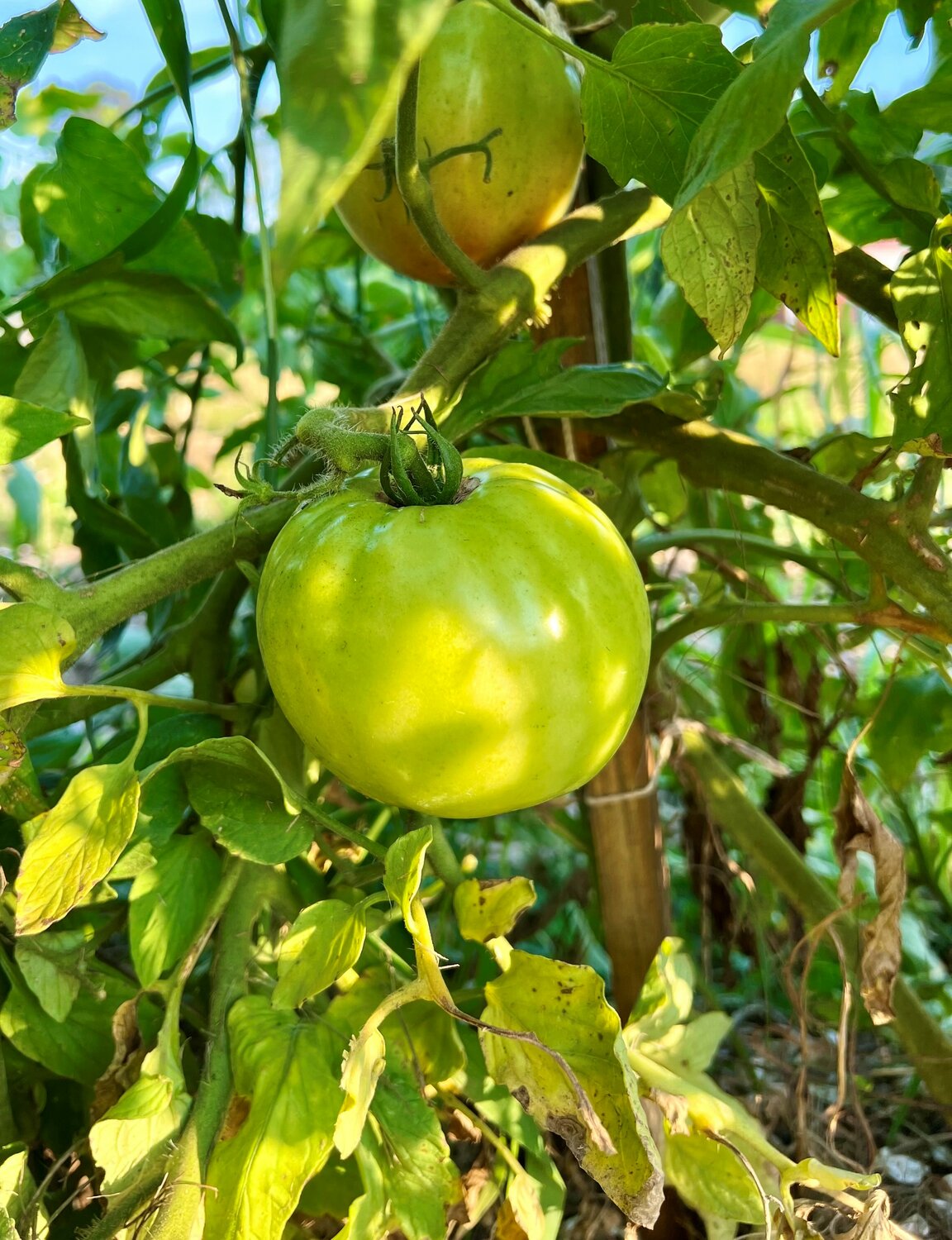 Clark Robertson: Wet weather woes for tomatoes - Livingston Parish News