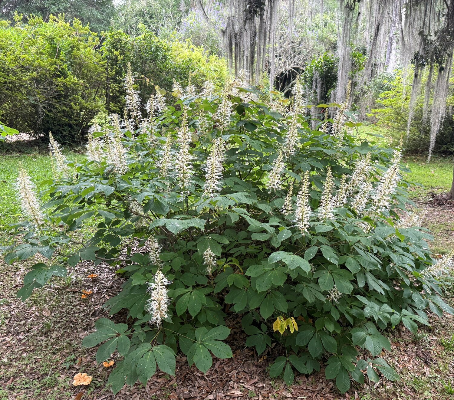 Clark Robertson | Bottlebrush Buckeye: A summer star for shady ...