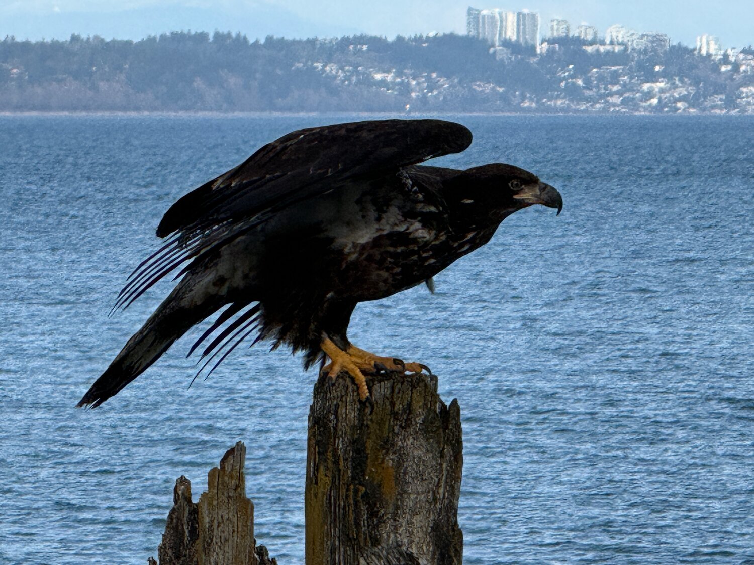 Taking flight | All Point Bulletin