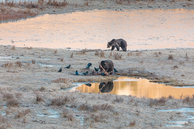 Carnivore conflicts: 2025 report explores challenges for special team ...