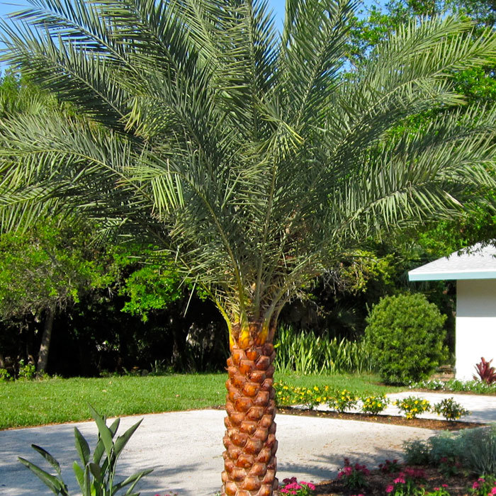 Kathy's Gardening Guide: Palm Trees - The Ponte Vedra Recorder