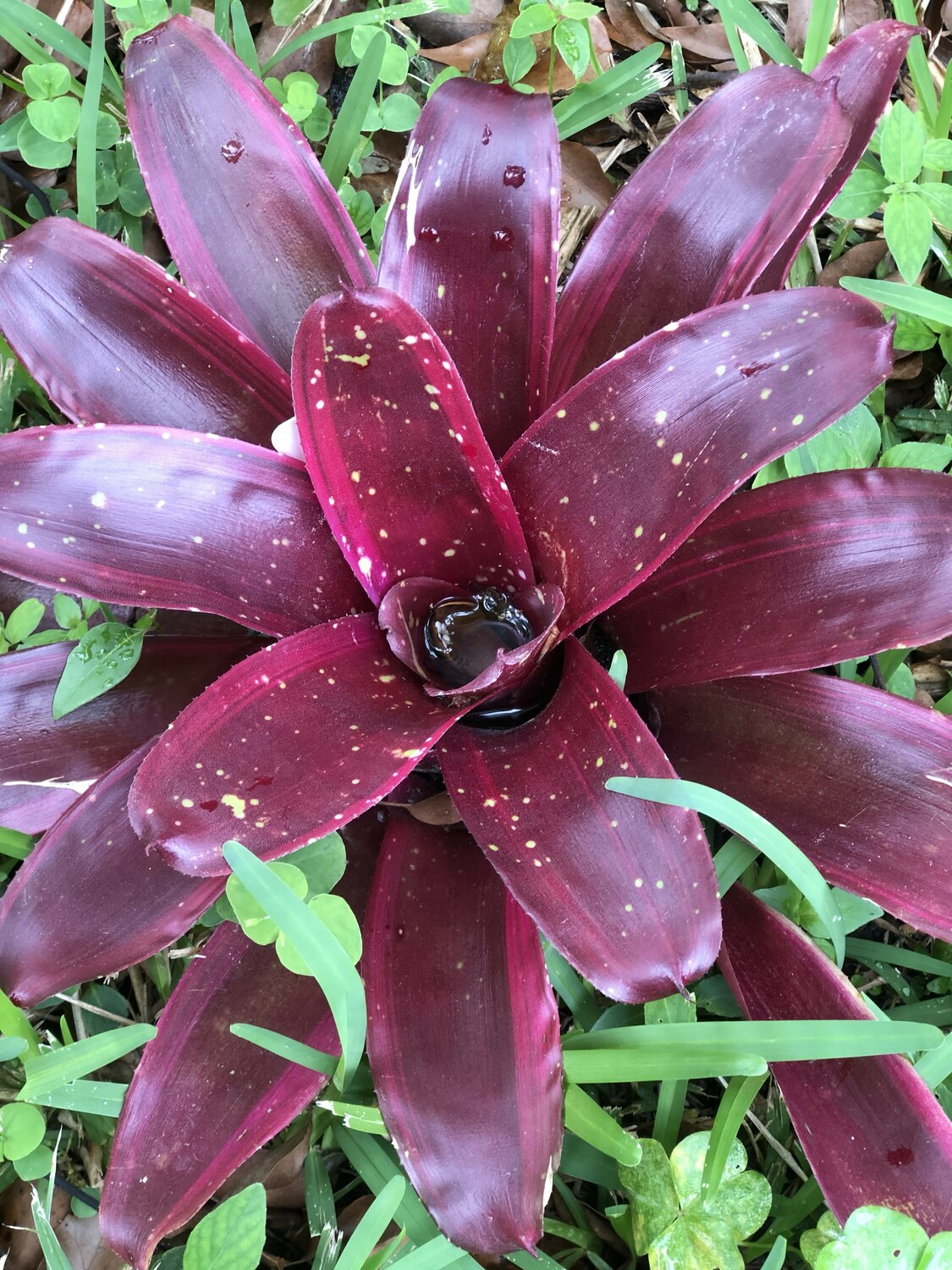 Kathy’s Gardening Guide: Bromeliads - The Ponte Vedra Recorder