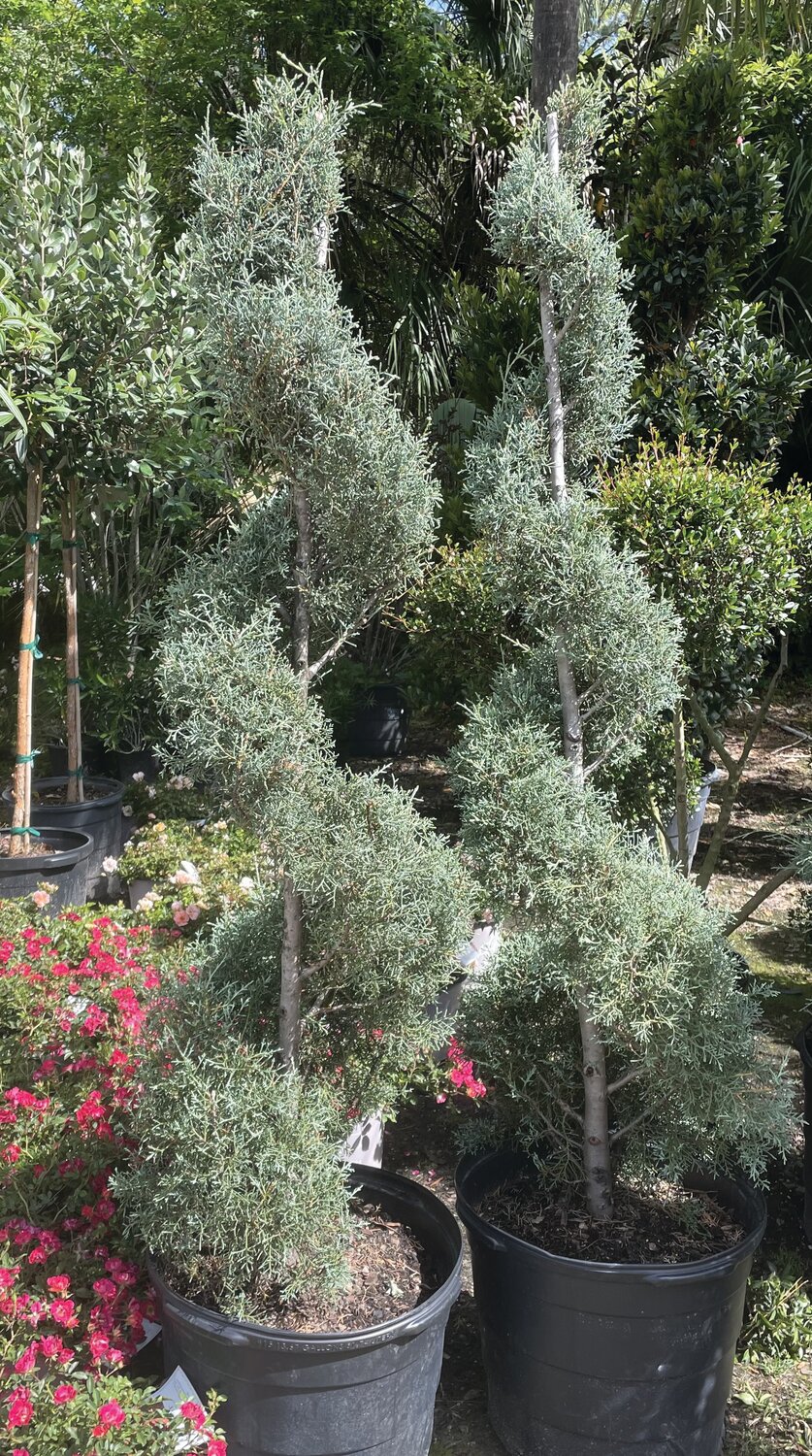 Topiaries and Ornamental Standards - The Ponte Vedra Recorder