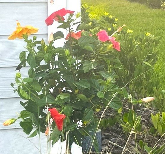 Topiaries and Ornamental Standards - The Ponte Vedra Recorder