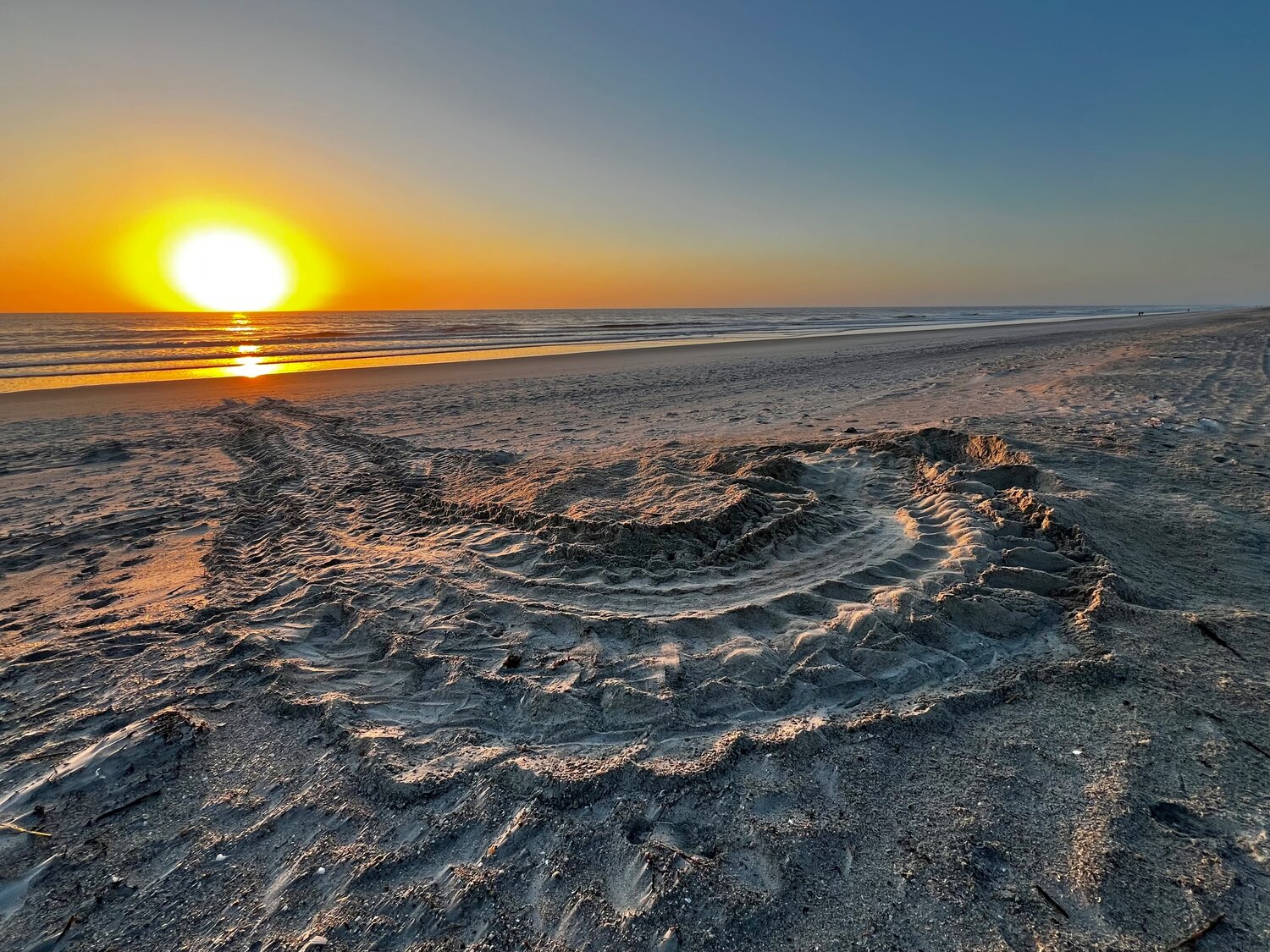 Rare leatherback turtle nest spotted at Mickler Beach - The Ponte Vedra ...