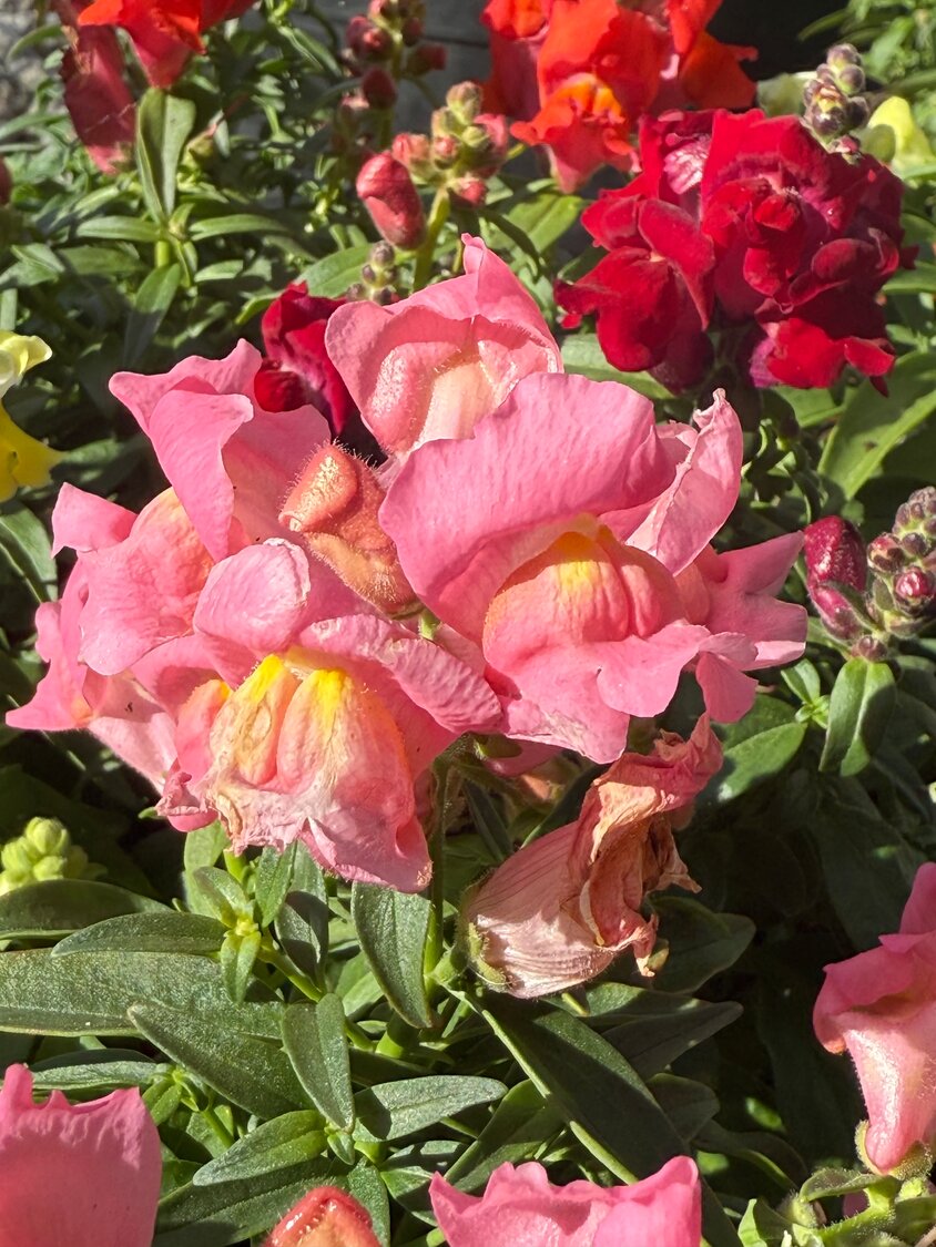 Kathy’s Gardening Guide: Snapdragons — more than just a pretty face ...