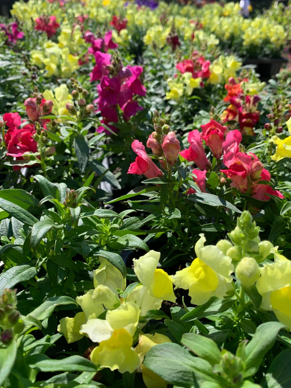 Kathy’s Gardening Guide: Snapdragons — more than just a pretty face ...