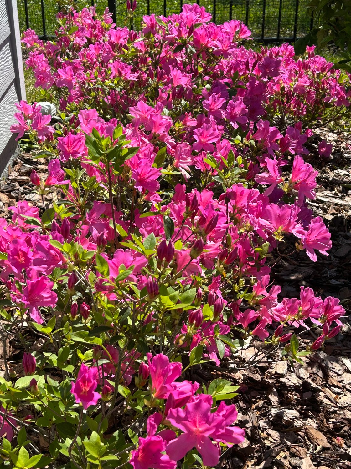 Kathy’s Gardening Guide: Azaleas - The Ponte Vedra Recorder