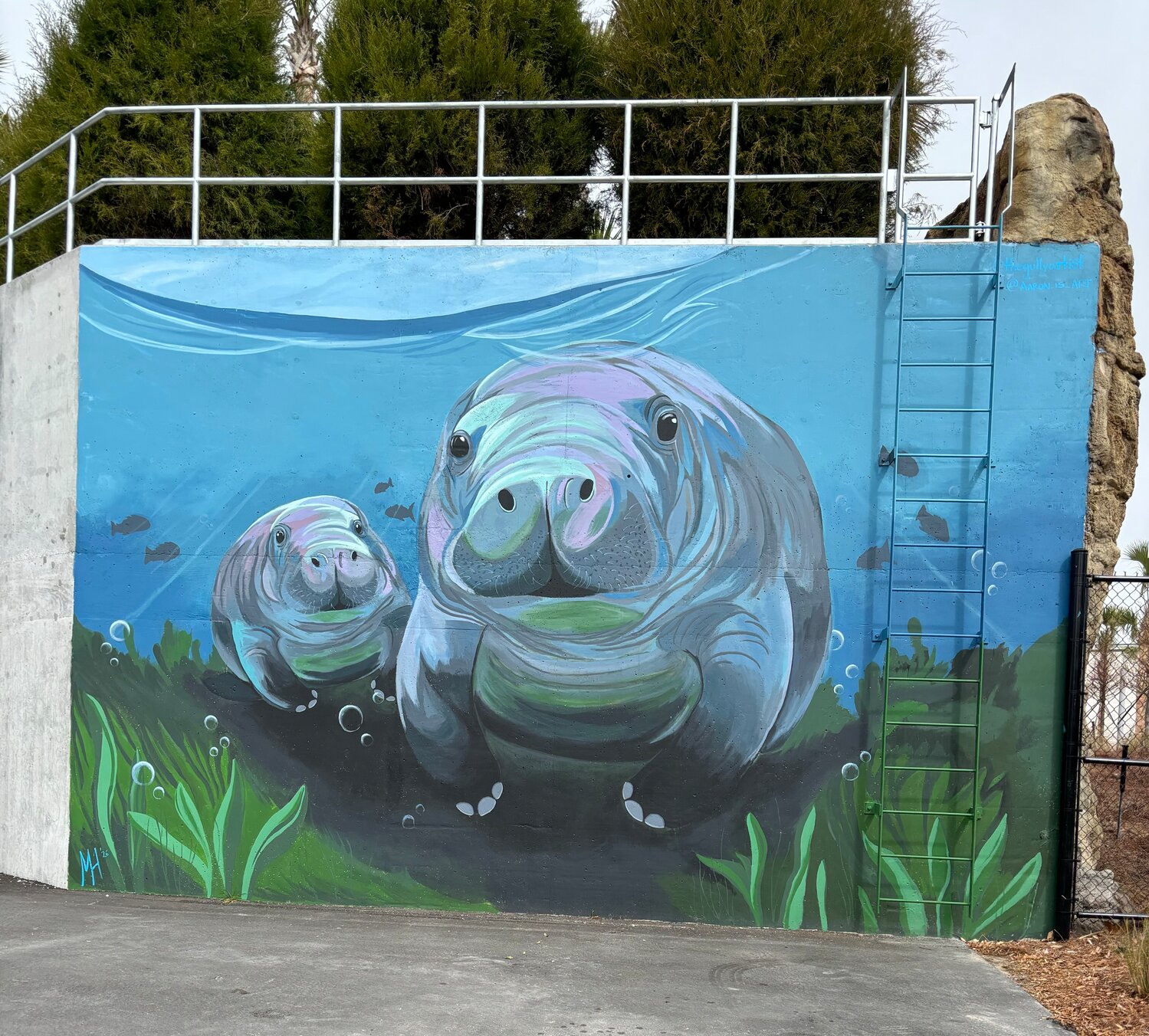 Jacksonville Zoo opens Manatee River Habitat - The Ponte Vedra Recorder