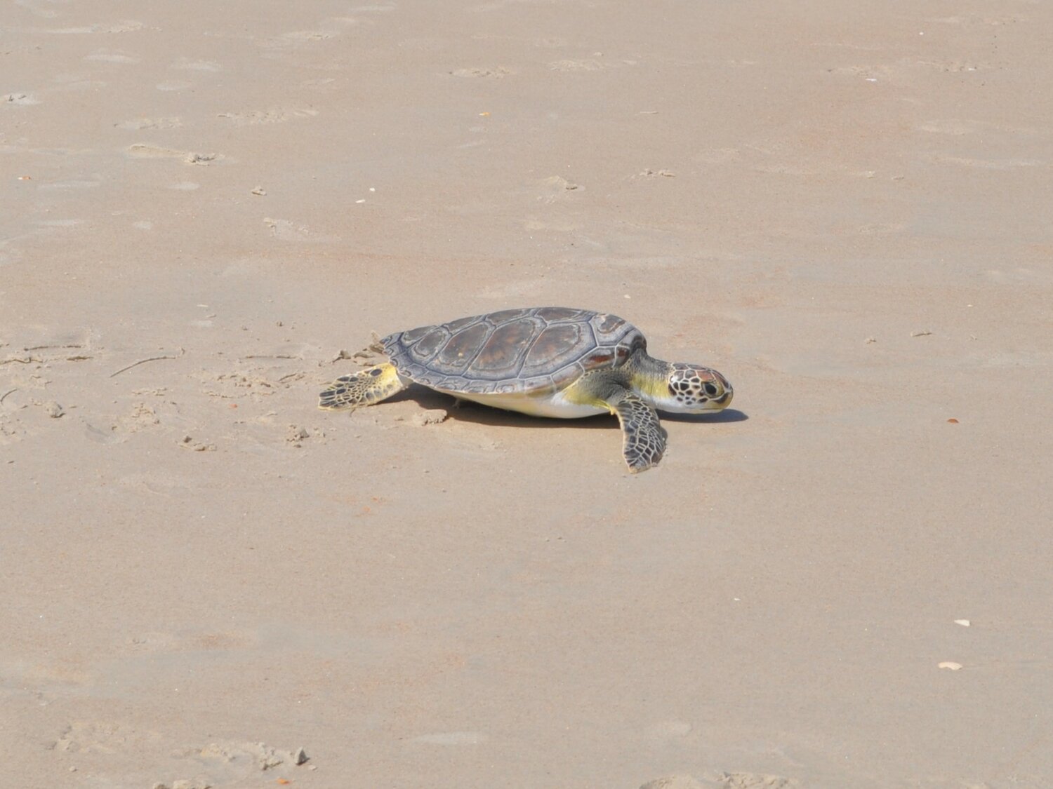 St. Johns County to till beaches ahead of sea turtle nesting season ...