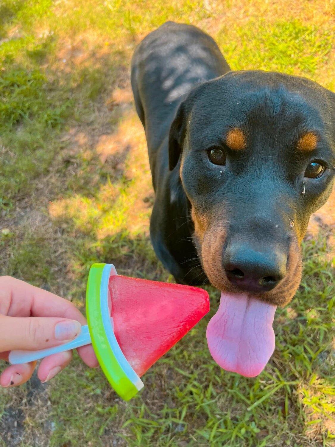 Forever Vets celebrates Dog Days of Summer - The Ponte Vedra Recorder