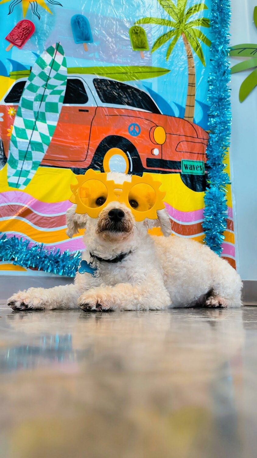 Forever Vets celebrates Dog Days of Summer - The Ponte Vedra Recorder