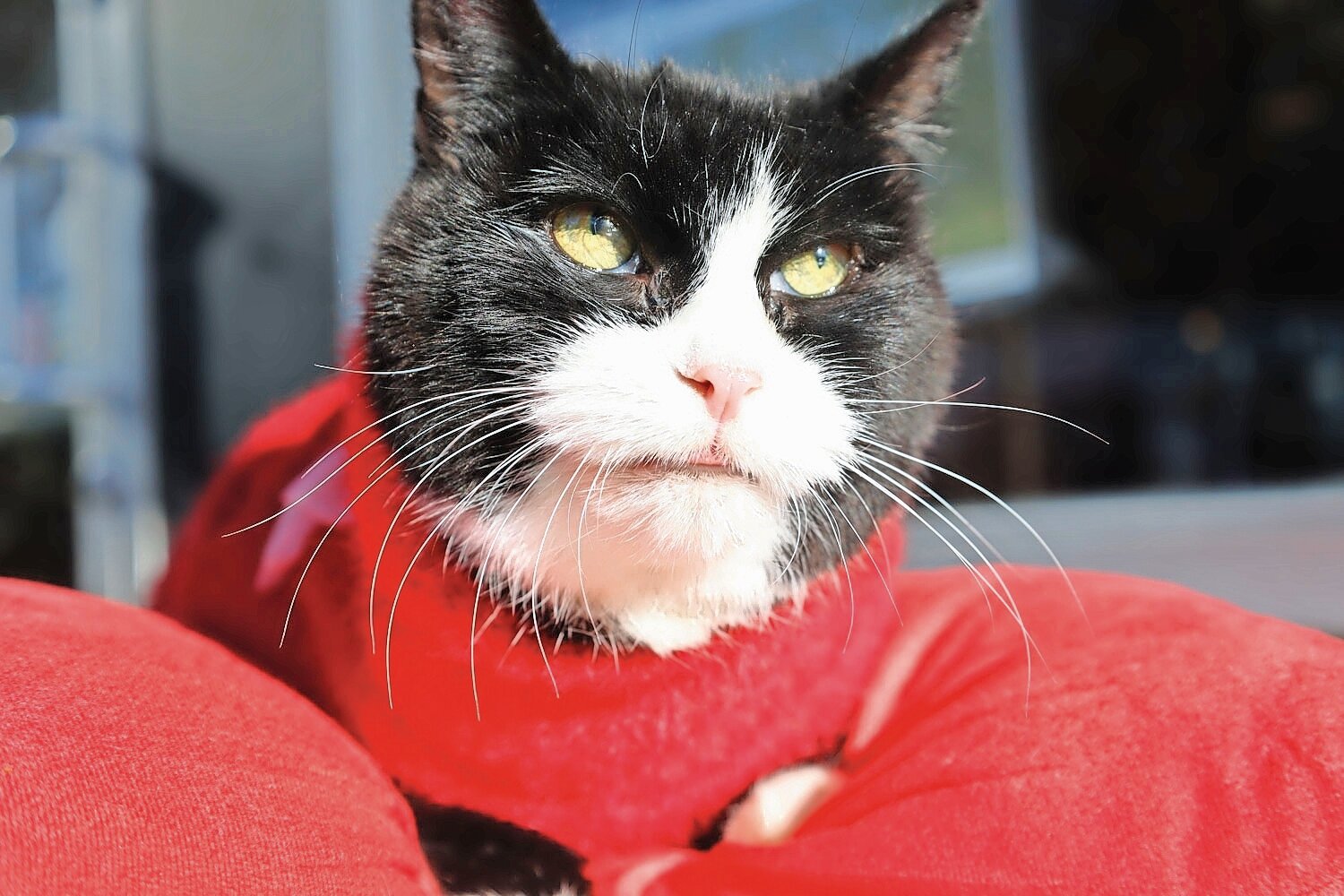 A Year After Her Owner’s Death, Annie Marie Still Waits for Someone to ...