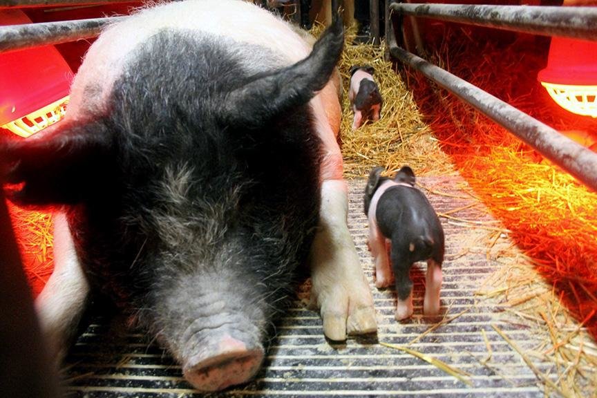 Kinder Farm Park 4-H Livestock Club Helps Vivian Give Birth To Piglets ...