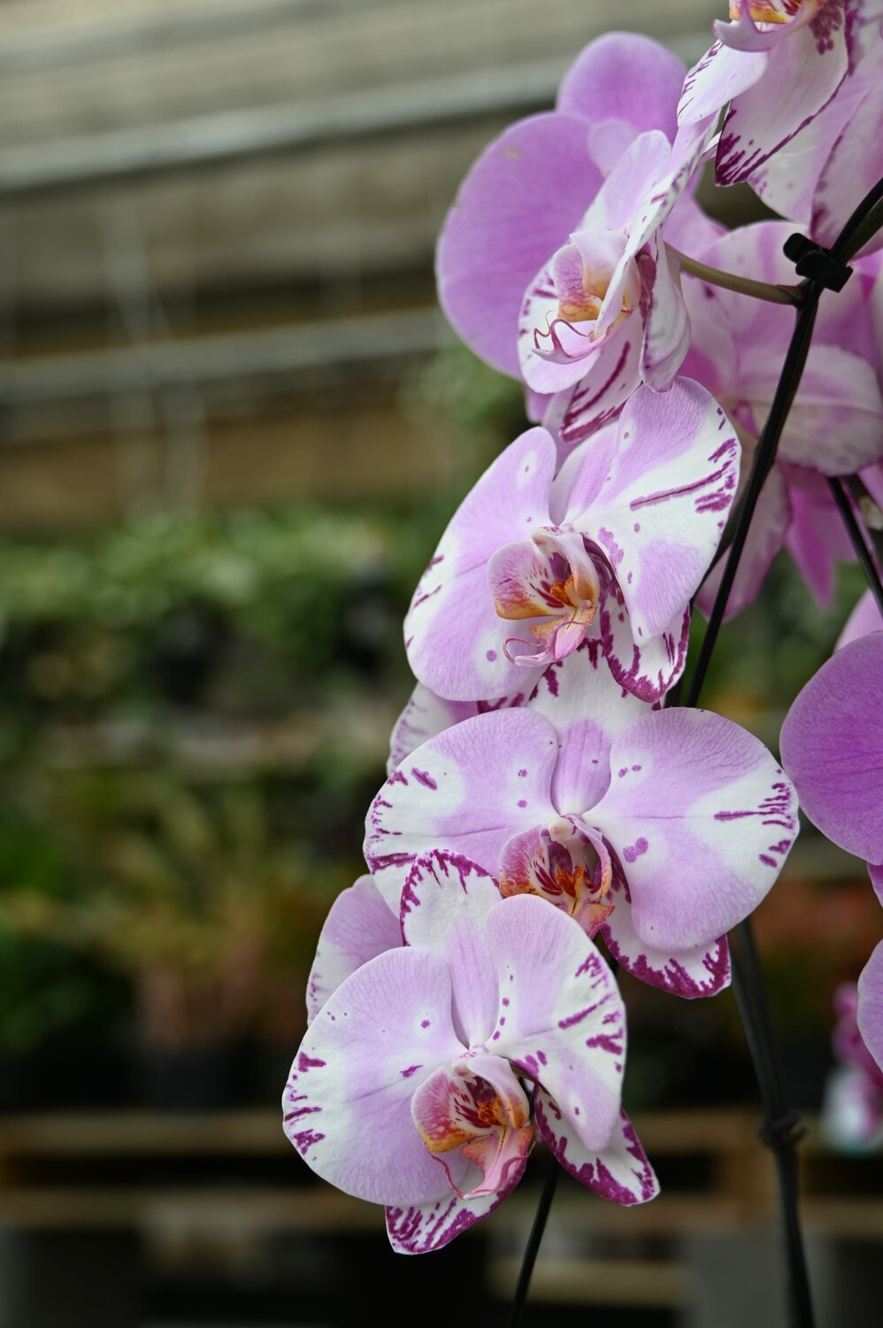 Homestead Gardens Celebrates Milestone Anniversary In Severna Park ...